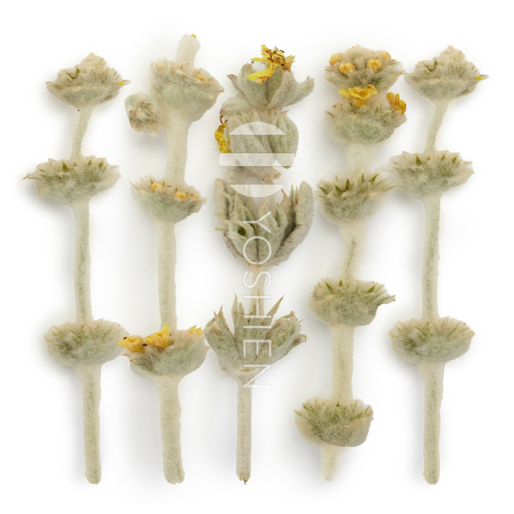 Organic Crete Mountain Tea Sideritis Syriaca