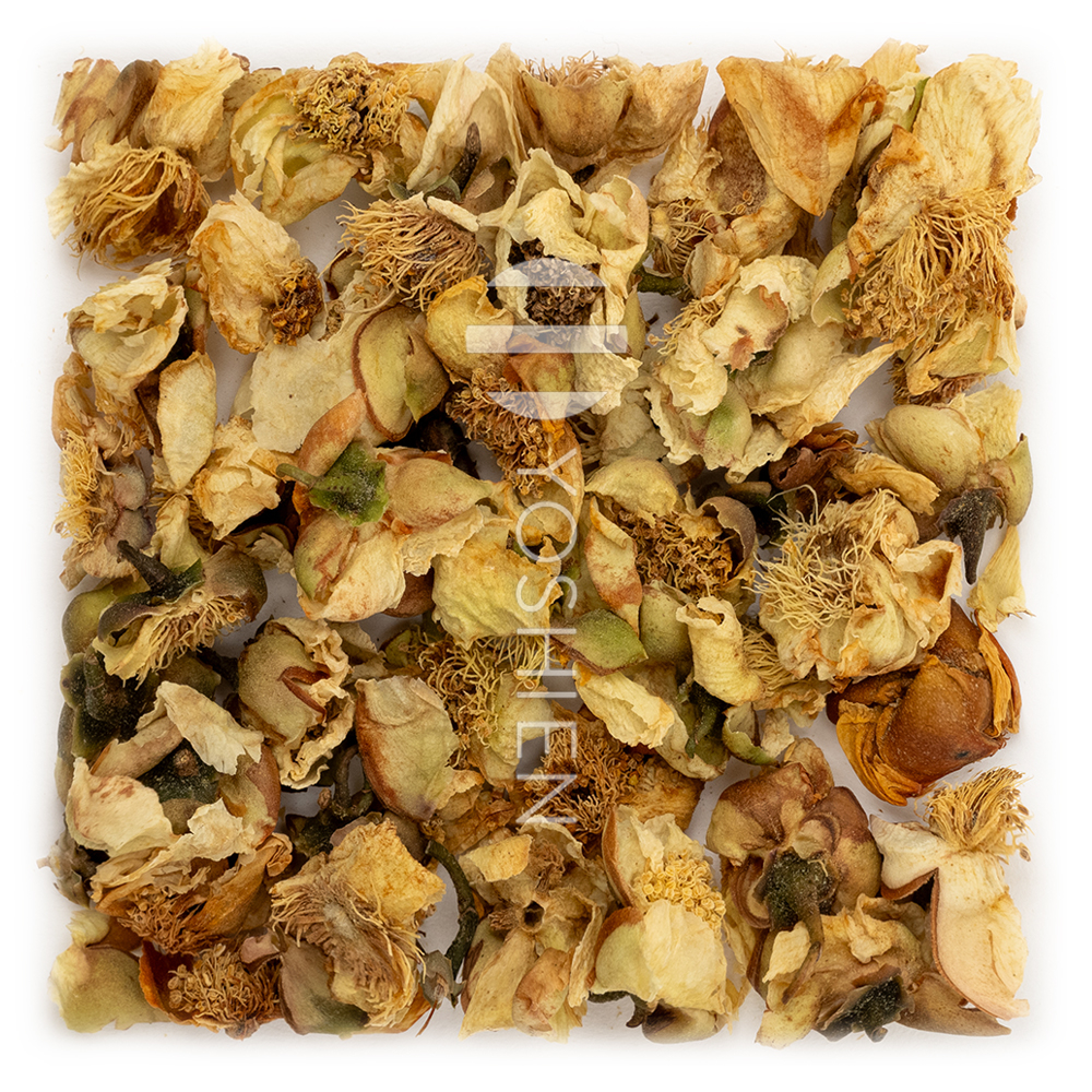 Classic Camellia Flower Tea | Camellia Sinensis Tea Plant Flowers