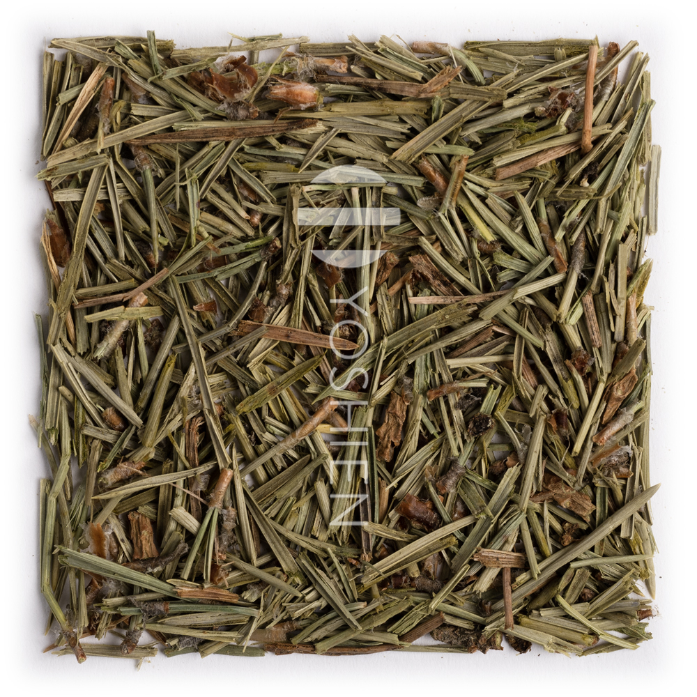 white pine needles tea