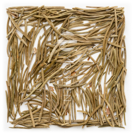 Organic spruce needle tea, wild-collected, highest grade. 100g