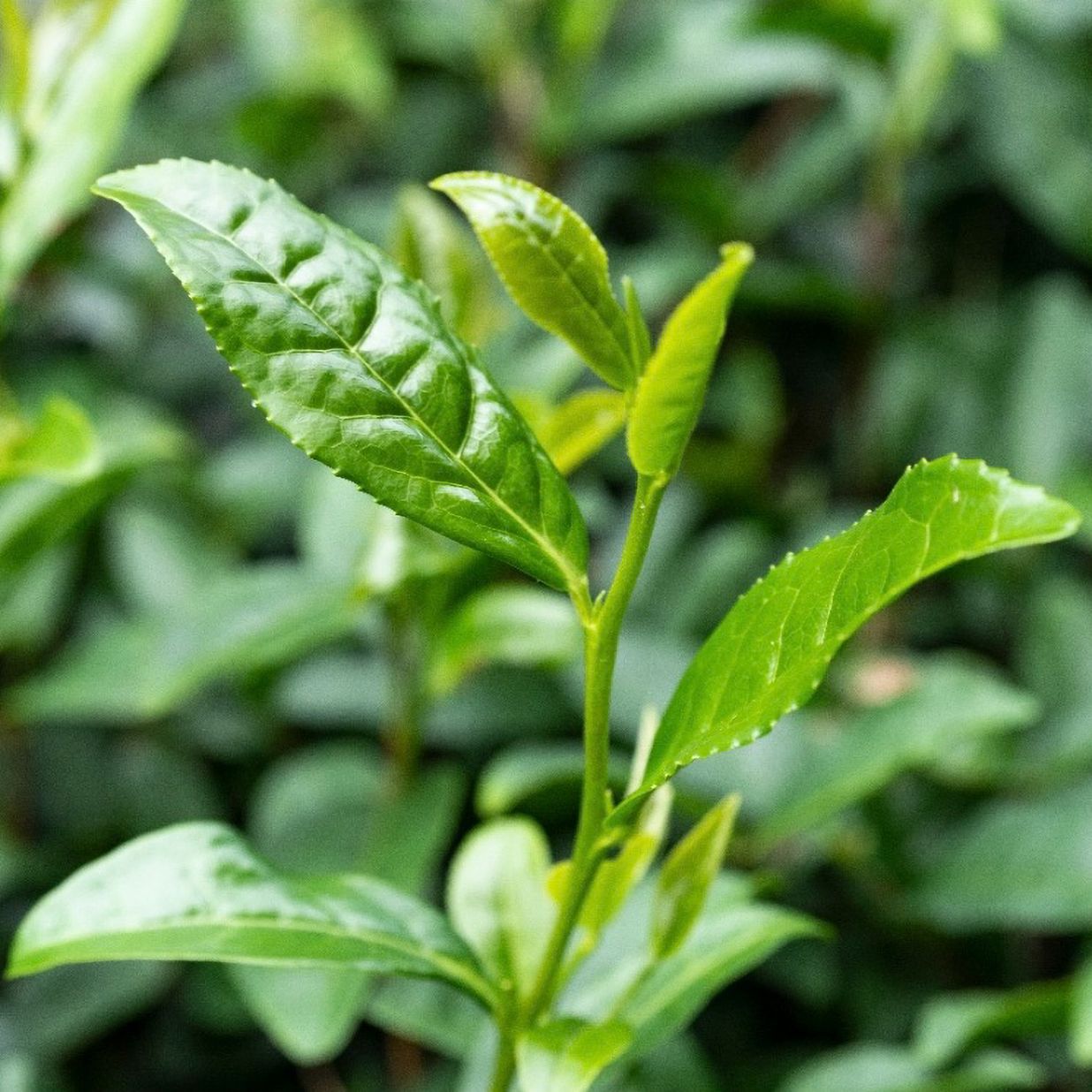 Hoshino Gyokuro. Super Premium Shaded Green Tea. 80g